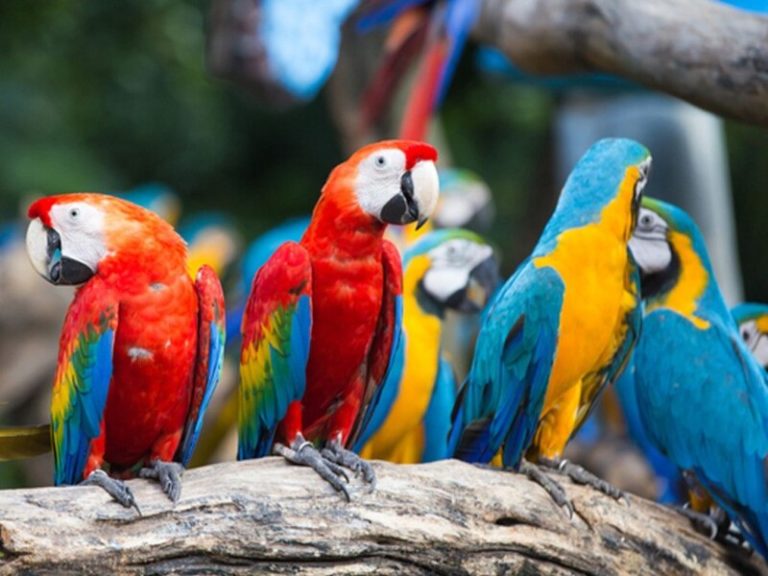 10 Popular Types Of Macaws That Make Great Pets