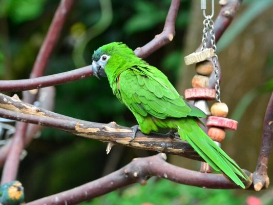 10 Popular Types Of Macaws That Make Great Pets
