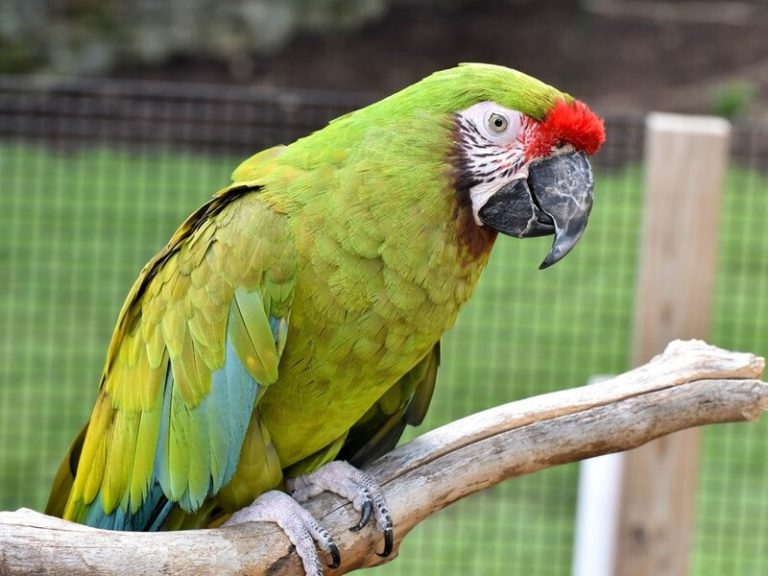 10 Popular Types Of Macaws That Make Great Pets