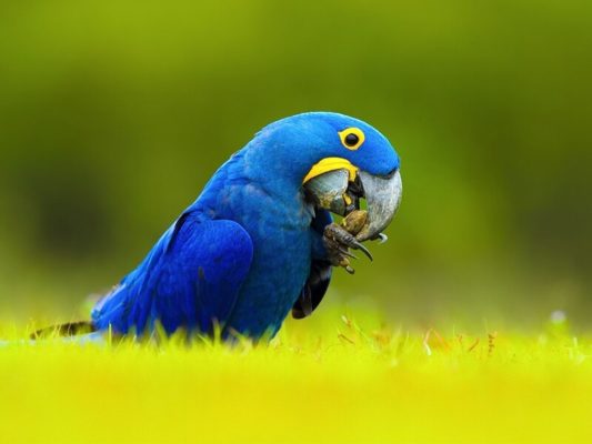 10 Popular Types Of Macaws That Make Great Pets