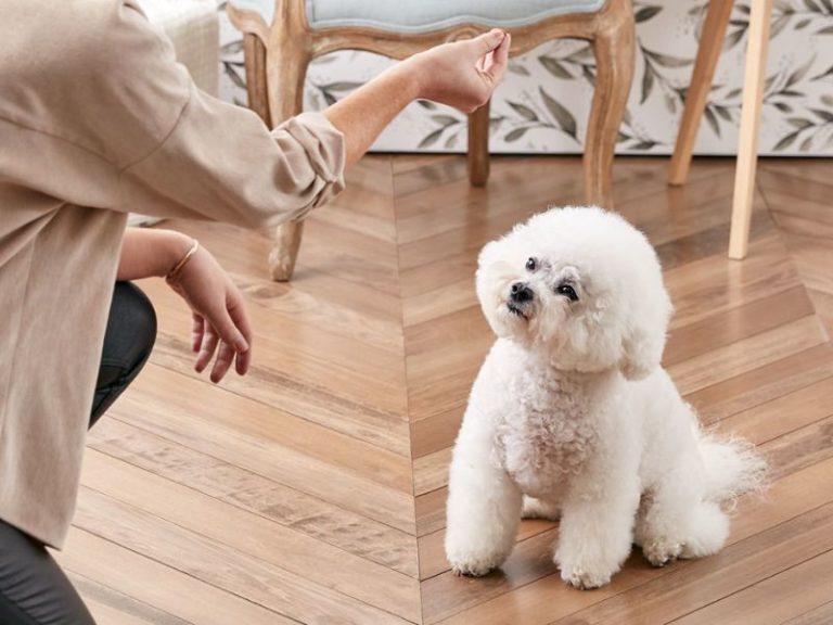 Dog Training | How To Teach A Dog To Sit Pretty In 2 Ways?