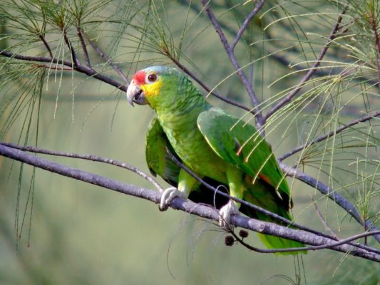 10 Types Of Amazon Parrots To Keep As Awesome Pets