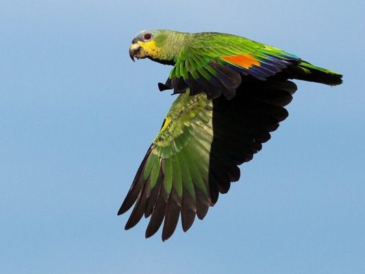 10 Types Of Amazon Parrots To Keep As Awesome Pets