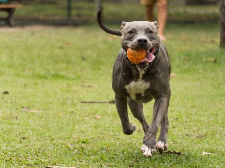 American Pitbull Terrier: A Comprehensive Guide To Care For