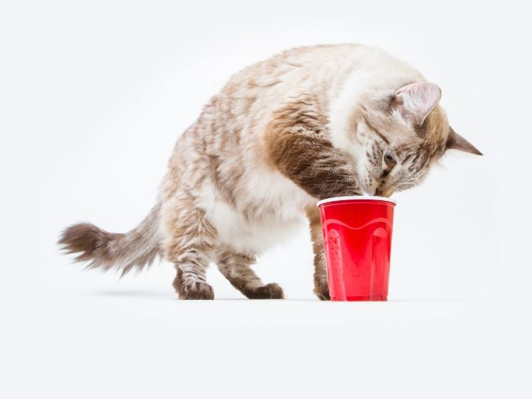 Lynx Point Siamese: Cat Profile, Personality & How To Care