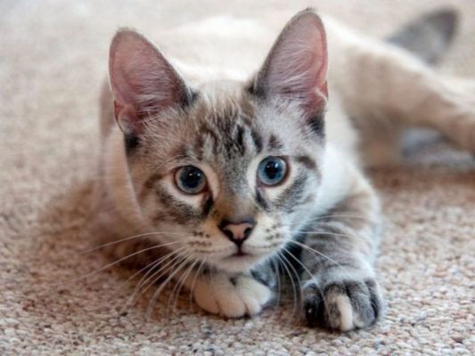 Lynx Point Siamese: Cat Profile, Personality & How To Care