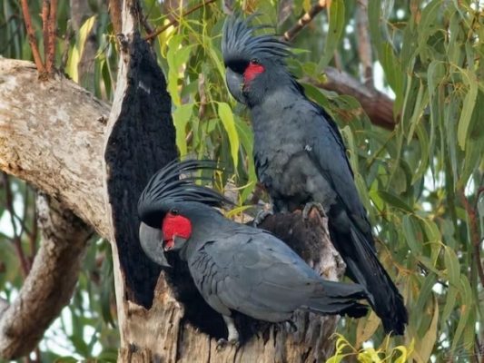 12 Types Of Cockatoo - Superstar Pets With Colorful Crests
