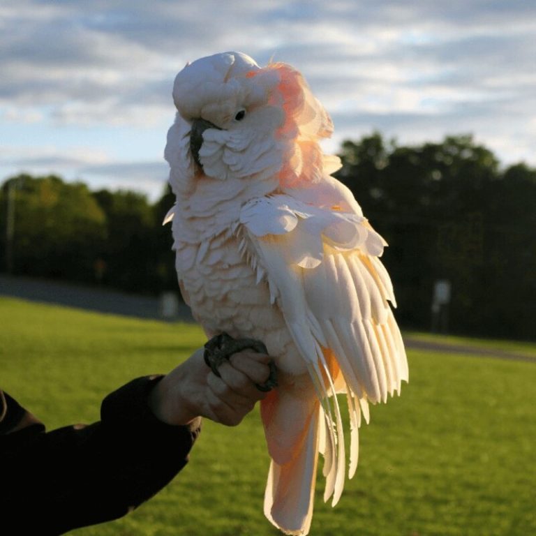 12 Types Of Cockatoo - Superstar Pets With Colorful Crests