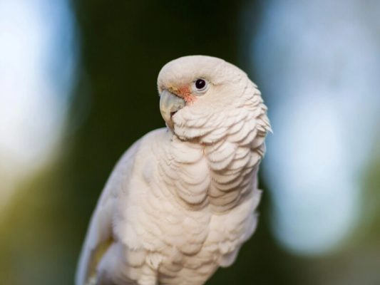 12 Types Of Cockatoo - Superstar Pets With Colorful Crests