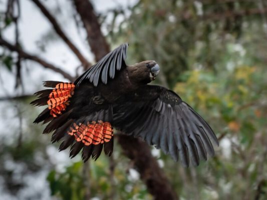 12 Types Of Cockatoo - Superstar Pets With Colorful Crests