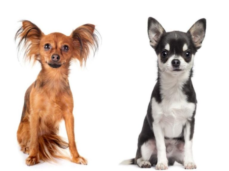 All Chihuahua Dog Breed Information & Fun Facts To Take Care