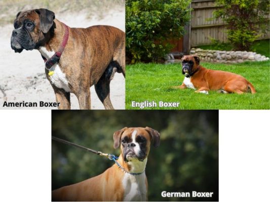 Boxer Dog Breed: Everything The Owner Needs To Know