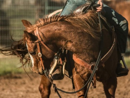 3 Best Groundwork Exercises For Horses To Build Trust
