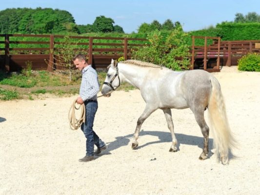 3 Best Groundwork Exercises For Horses To Build Trust
