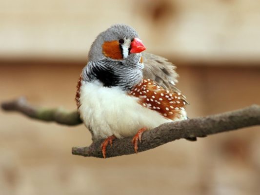 17 Popular Types Of Finches: A Complete List With Photos