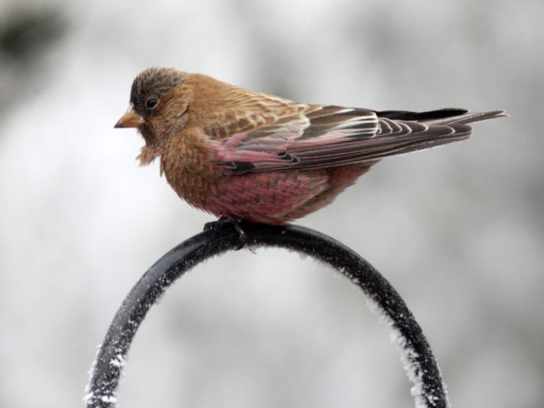 17 Popular Types Of Finches: A Complete List With Photos