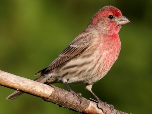 17 Popular Types Of Finches: A Complete List With Photos
