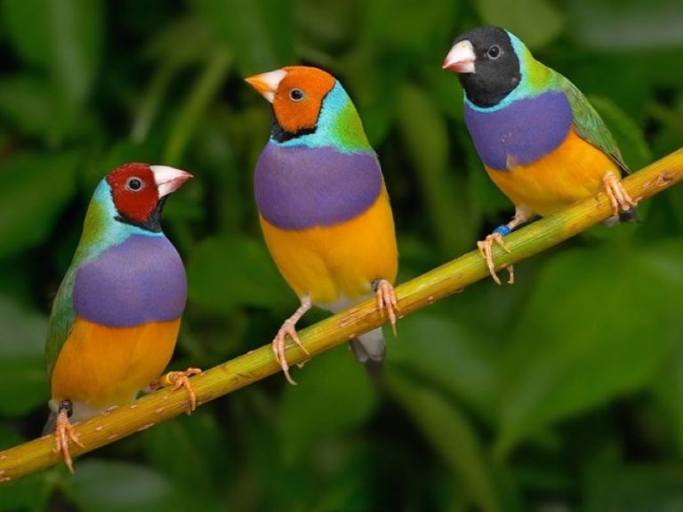 17 Popular Types Of Finches: A Complete List With Photos