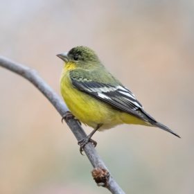 17 Popular Types Of Finches: A Complete List With Photos