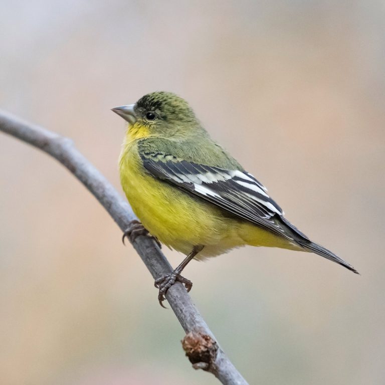 17 Popular Types Of Finches: A Complete List With Photos