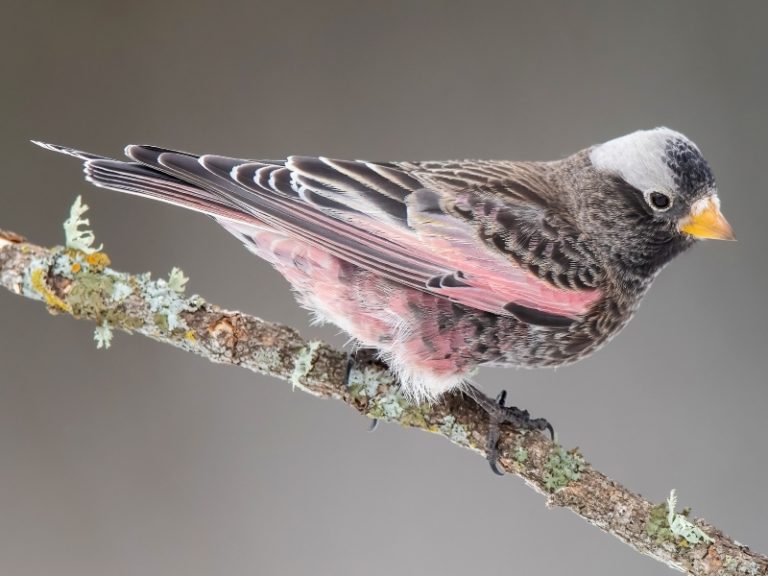 17 Popular Types Of Finches: A Complete List With Photos