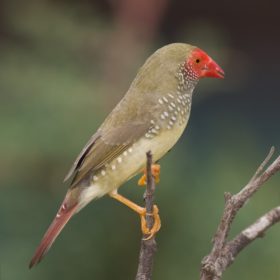 17 Popular Types Of Finches: A Complete List With Photos