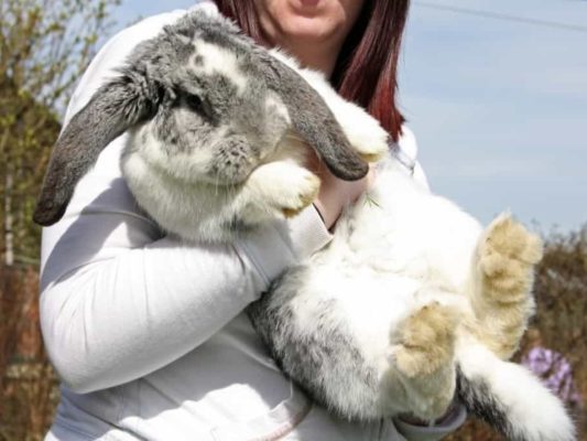 Meet 6 Lop Eared Rabbit Breeds - The Most Popular Furry Pet