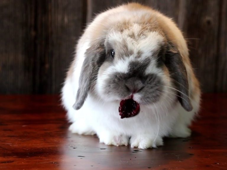 Meet 6 Lop Eared Rabbit Breeds - The Most Popular Furry Pet