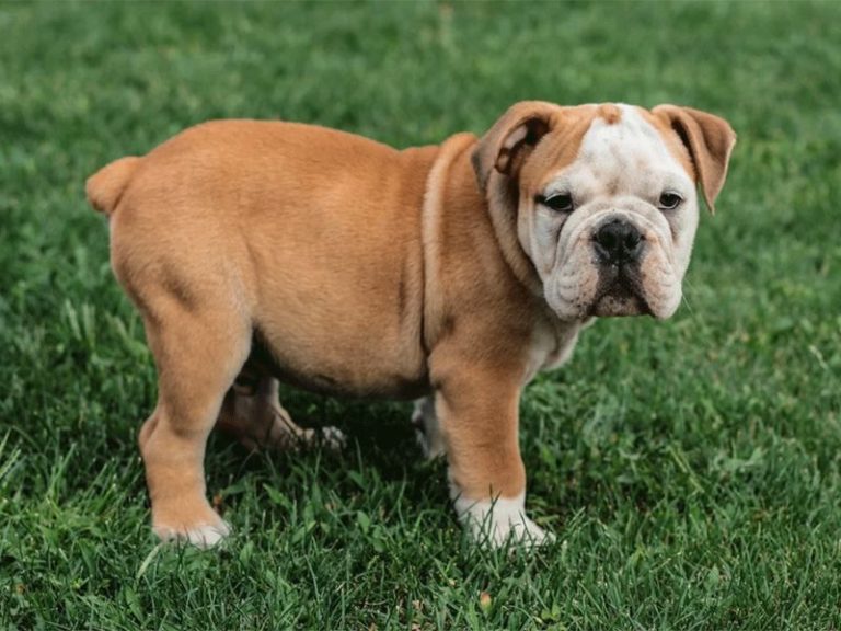 English Bulldog Breed: The Ultimate Guide To Adopt And Care