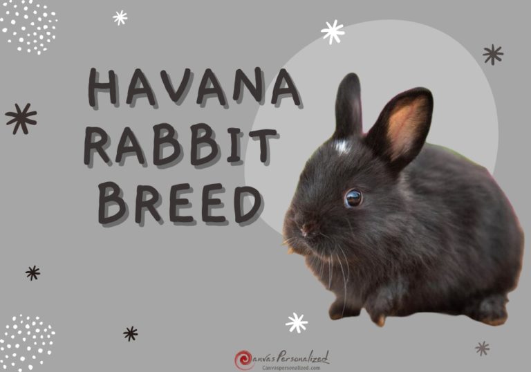 Discover The Havana Rabbit: A Perfect Mix Of Cute And Caring