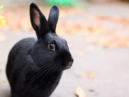 Discover The Havana Rabbit: A Perfect Mix Of Cute And Caring