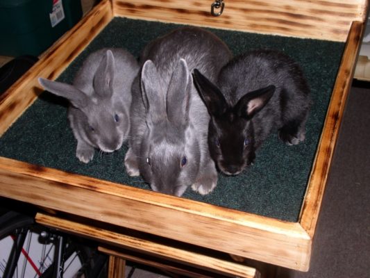 Discover The Havana Rabbit: A Perfect Mix Of Cute And Caring