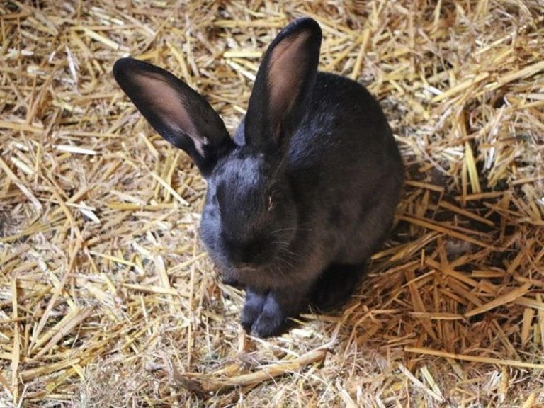 Discover The Havana Rabbit: A Perfect Mix Of Cute And Caring