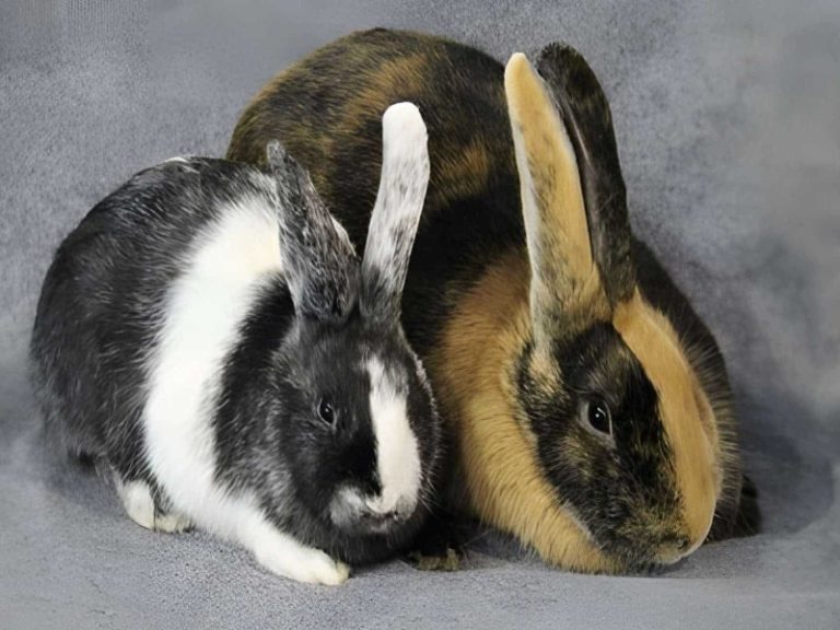 The Harlequin Rabbit: A Playful Companion For Your Home