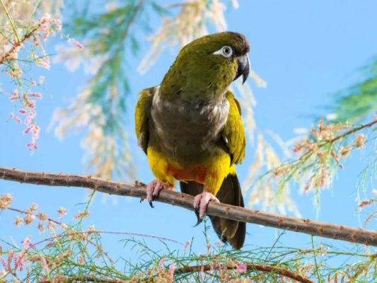 13 Types Of Conures: Which Is Right For You?