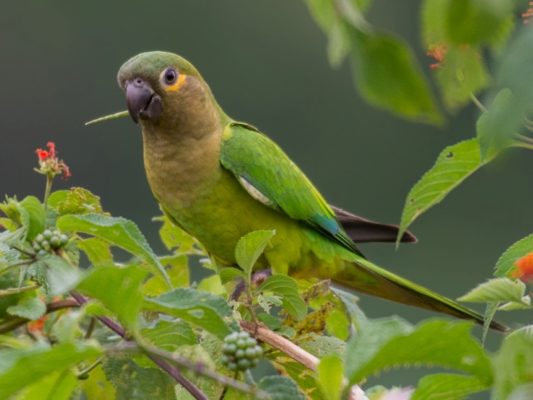 13 Types Of Conures: Which Is Right For You?