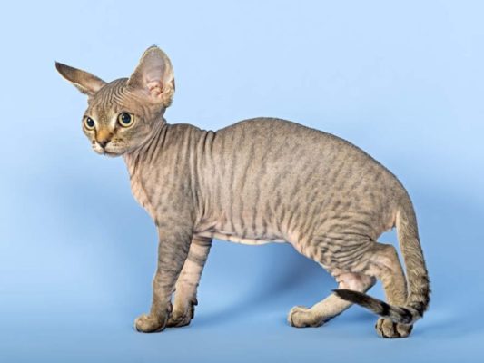 Devon Rex Cat Breed: Profile, Personality & How To Care