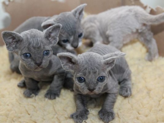 Devon Rex Cat Breed: Profile, Personality & How To Care