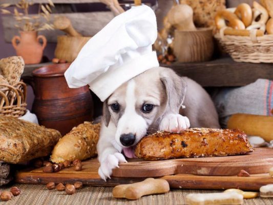 250+ Cutest Food Dog Names For Your Four-Legged Friend
