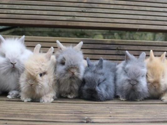 Meet Lionhead Rabbit Breed: Playful And Cuddly Pets