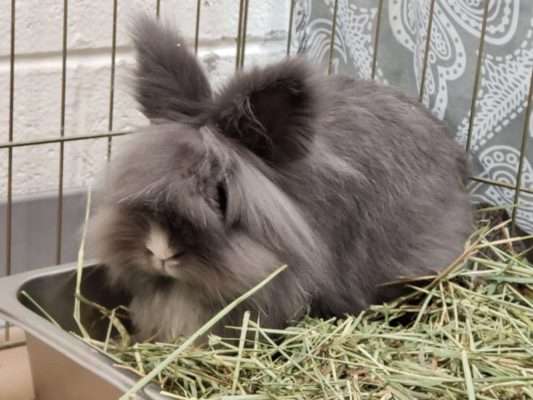 Meet Lionhead Rabbit Breed: Playful And Cuddly Pets