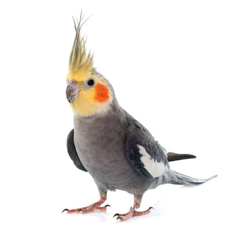 11 Types Of Cockatiels: A Detailed Guide (with Pictures)