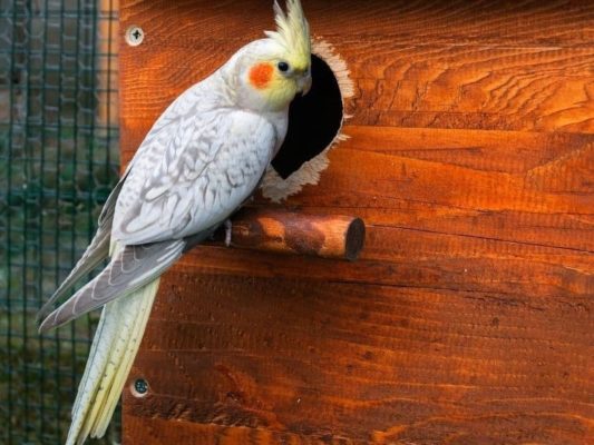 11 Types Of Cockatiels: A Detailed Guide (with Pictures)