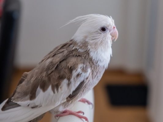 11 Types Of Cockatiels: A Detailed Guide (with Pictures)