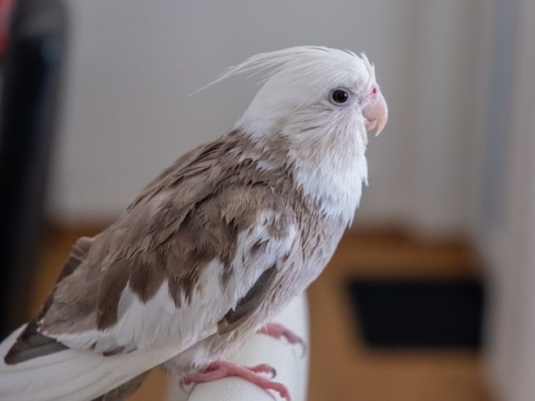 11 Types Of Cockatiels: A Detailed Guide (with Pictures)