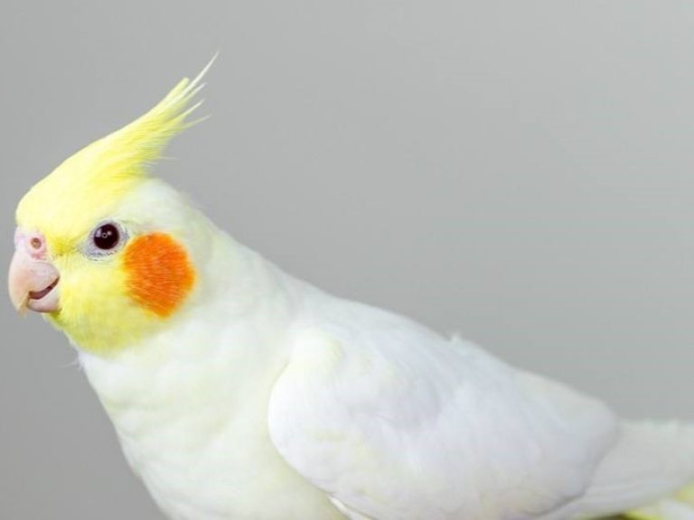11 Types Of Cockatiels: A Detailed Guide (with Pictures)