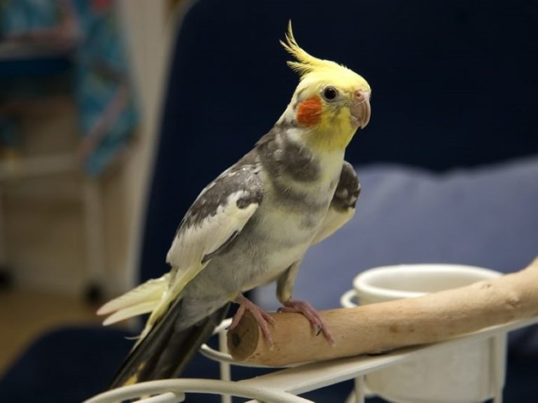 11 Types Of Cockatiels: A Detailed Guide (with Pictures)