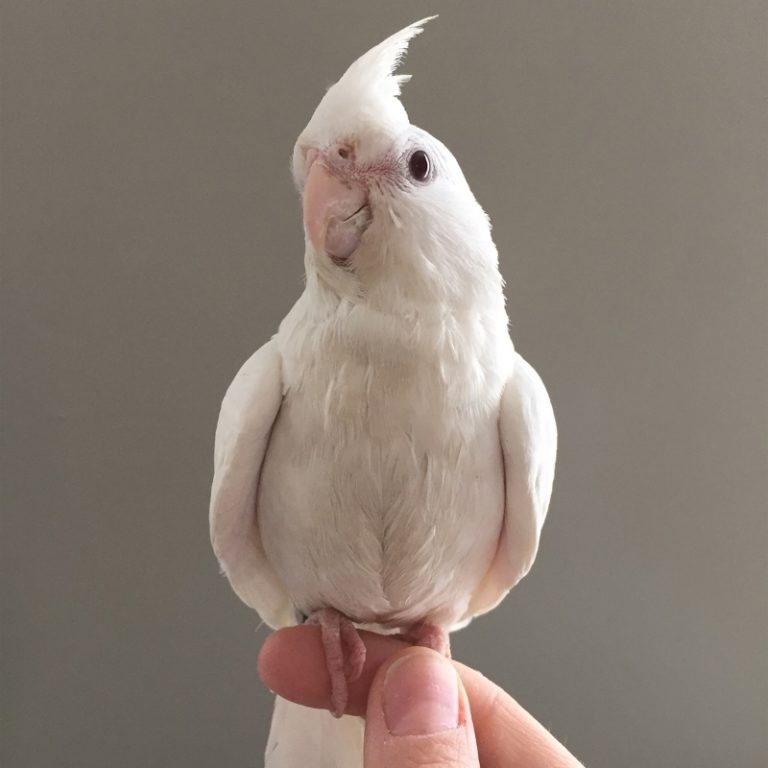 11 Types Of Cockatiels: A Detailed Guide (with Pictures)