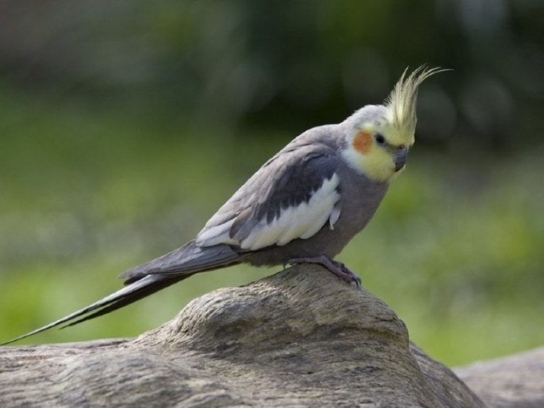 11 Types Of Cockatiels: A Detailed Guide (with Pictures)