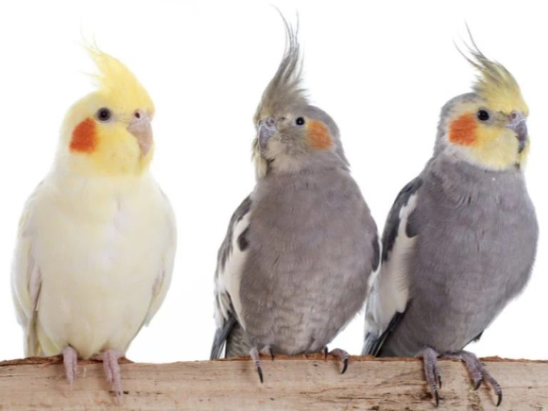 11 Types Of Cockatiels: A Detailed Guide (with Pictures)